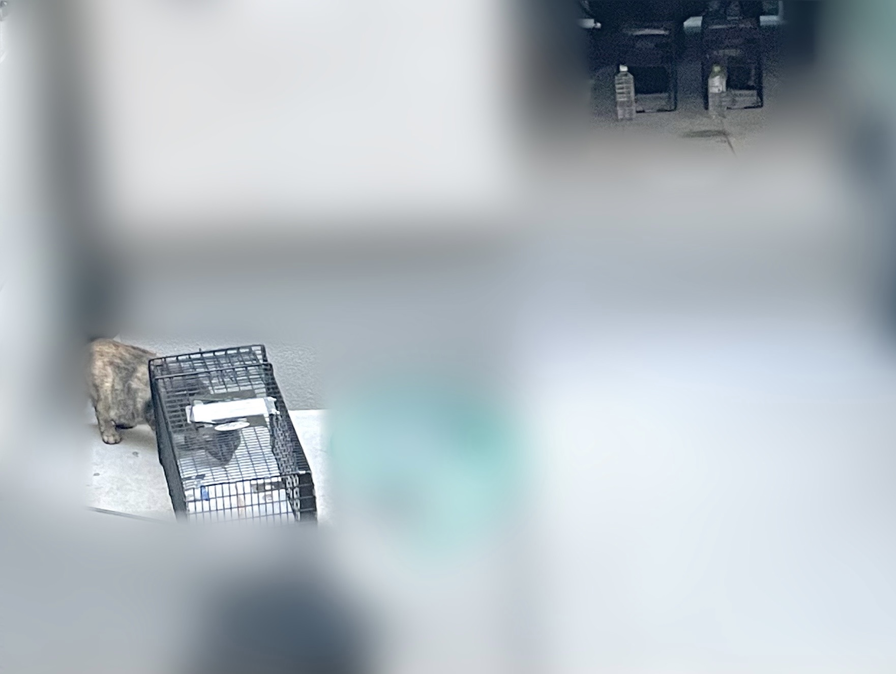 親子4匹一斉捕獲のお手伝い | ねこから目線。